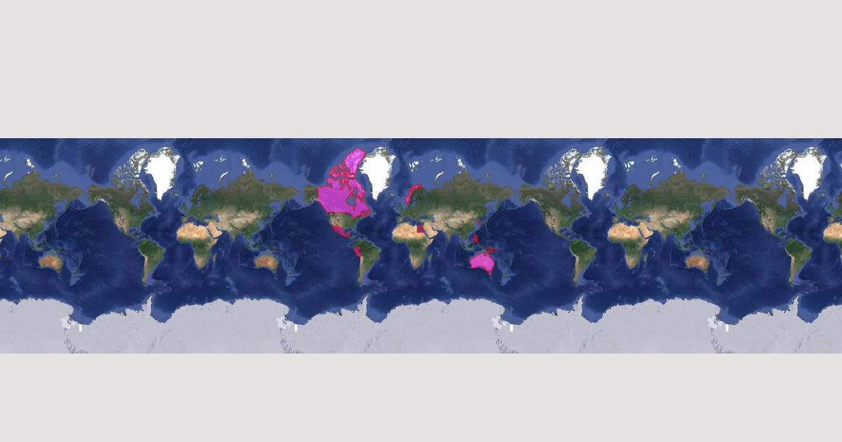 Poppy Map : Scribble Maps